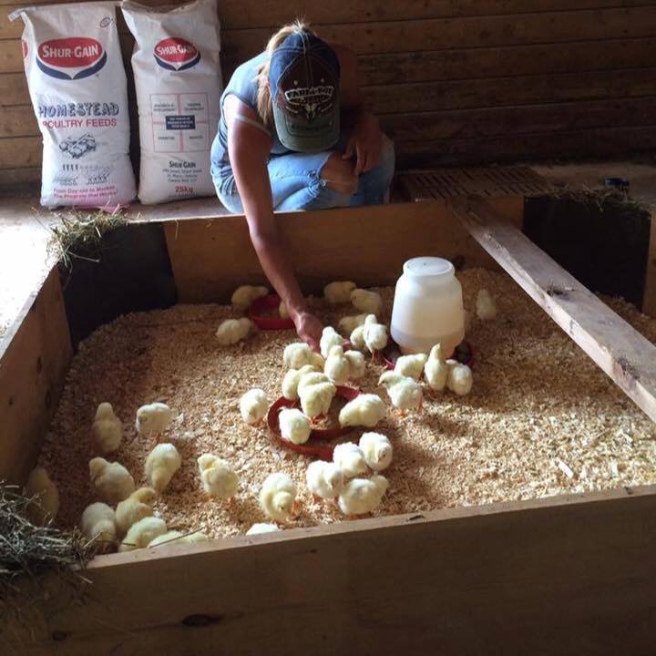 Our Chicken – Queensmere Farms