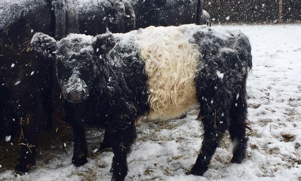 Our Cattle – Queensmere Farms